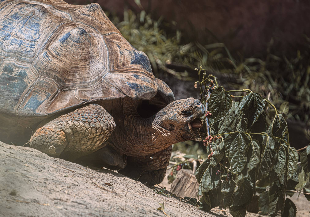 Dutch Angle Shot: What is Behind It — Clideo