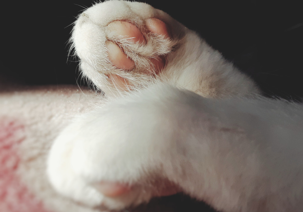 How to Add Close-Up Shots to Your Video — Clideo