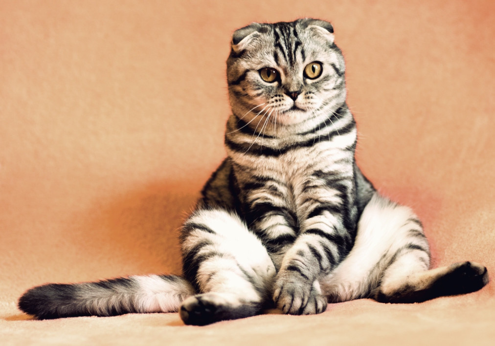 How to Change GIF Speed: Easy Methods & Best Tools — Clideo