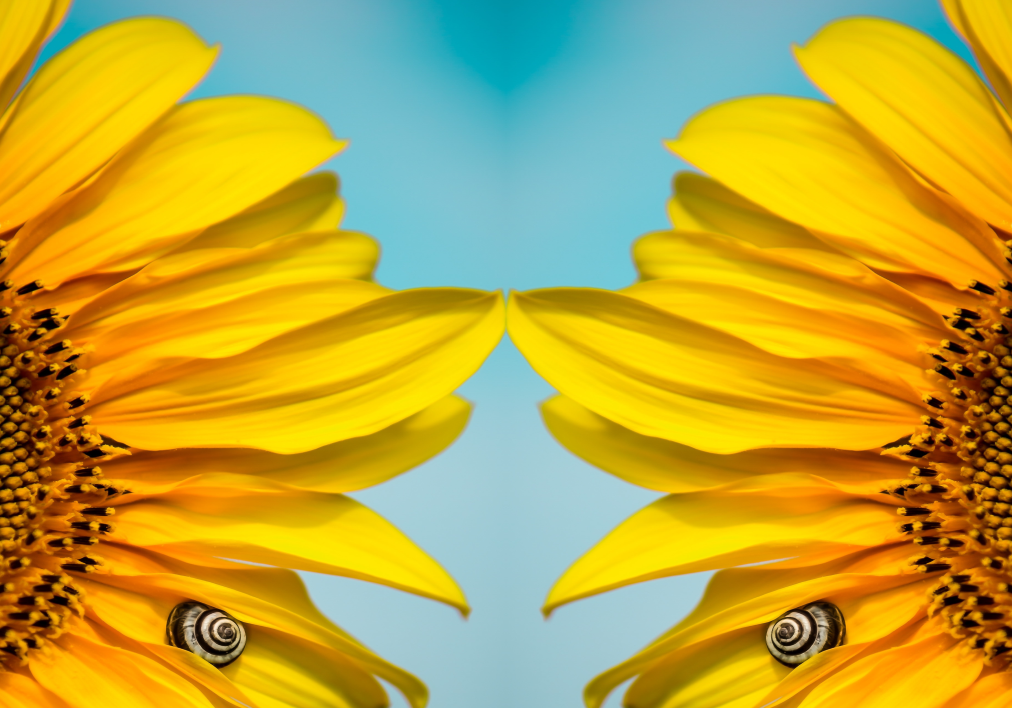 How To Make Video Mirrored Online Clideo