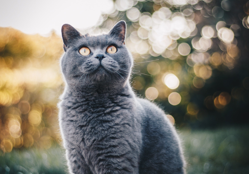 What is Bokeh Photography Effect — Clideo