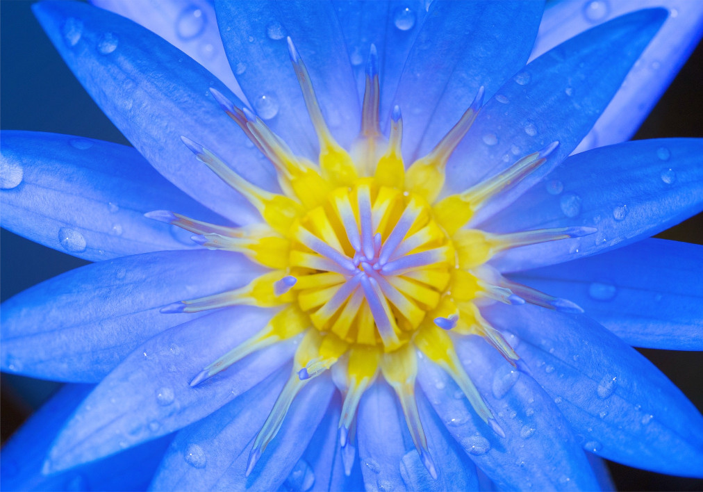 What is Macro Photography — Clideo