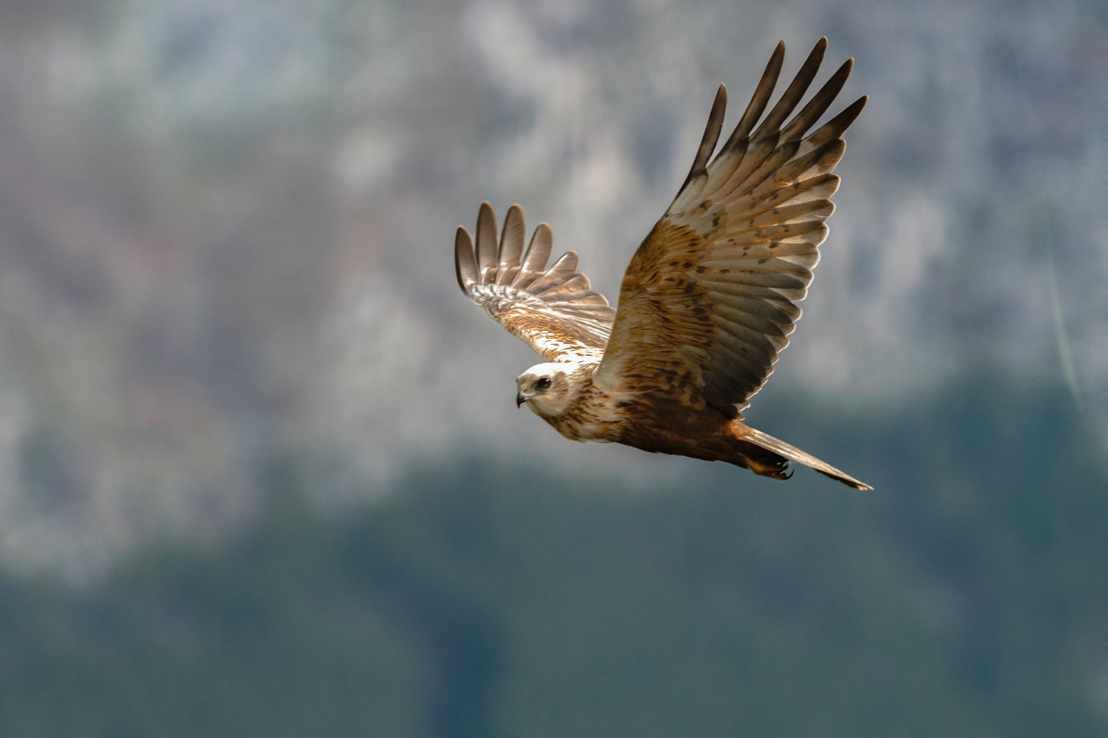 Camera Focus Explained — Clideo