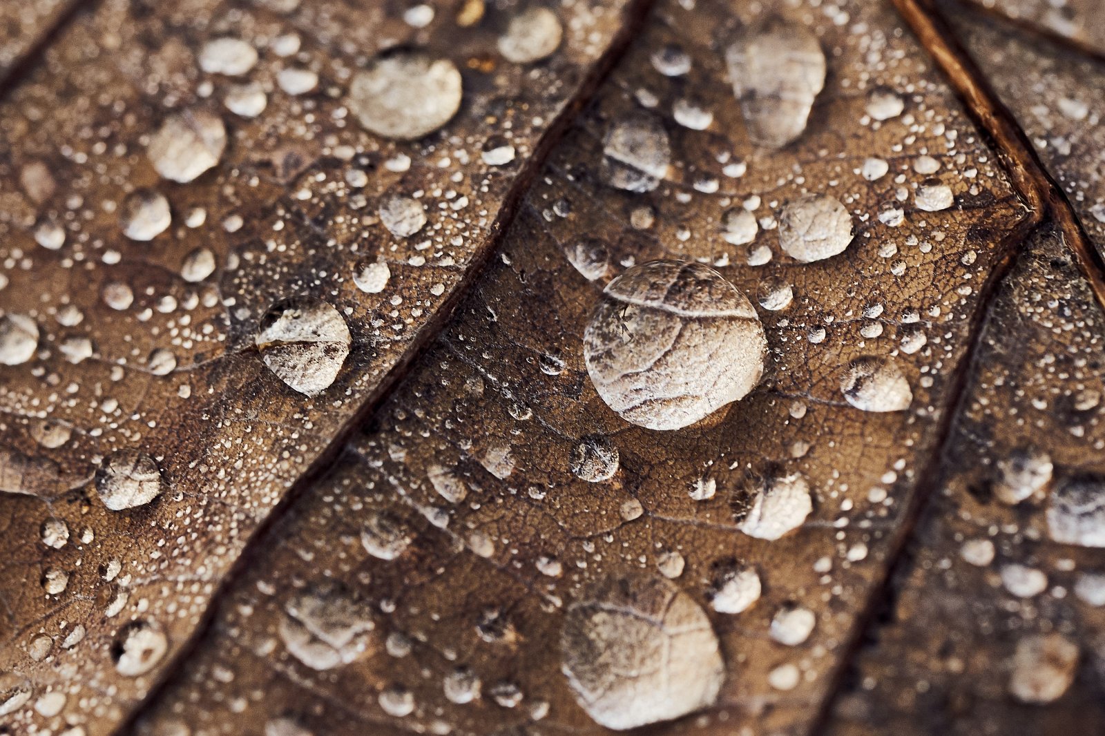 What is Zoom Lens in Photography — Clideo